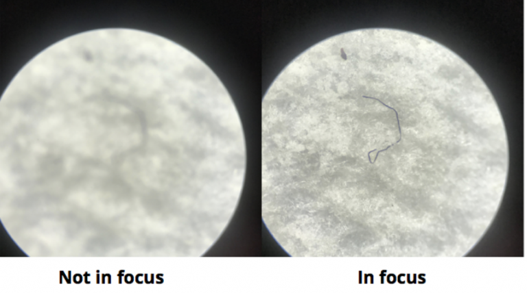 How does a microscope work and how to use one – The Young Darwinian